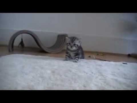 Little D'arcy - YouTube