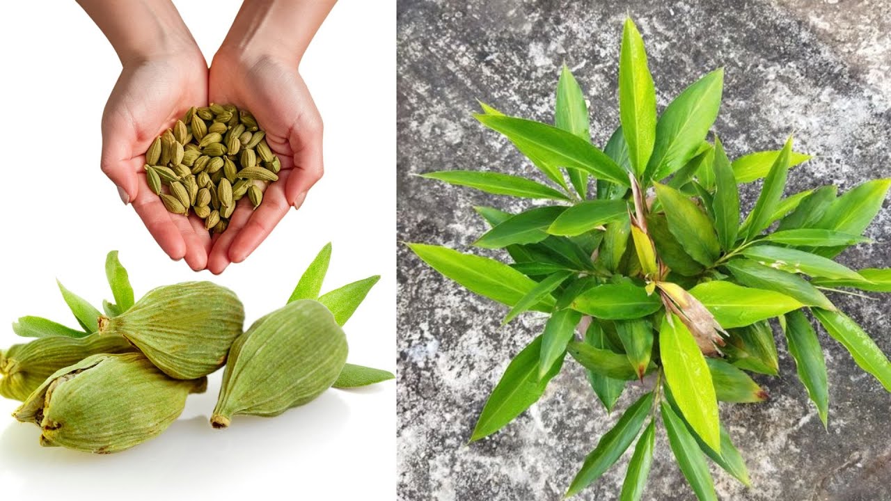 How to Grow Cardamom Indoors | Grow Cardamom Hardiness Zone | Grow ...