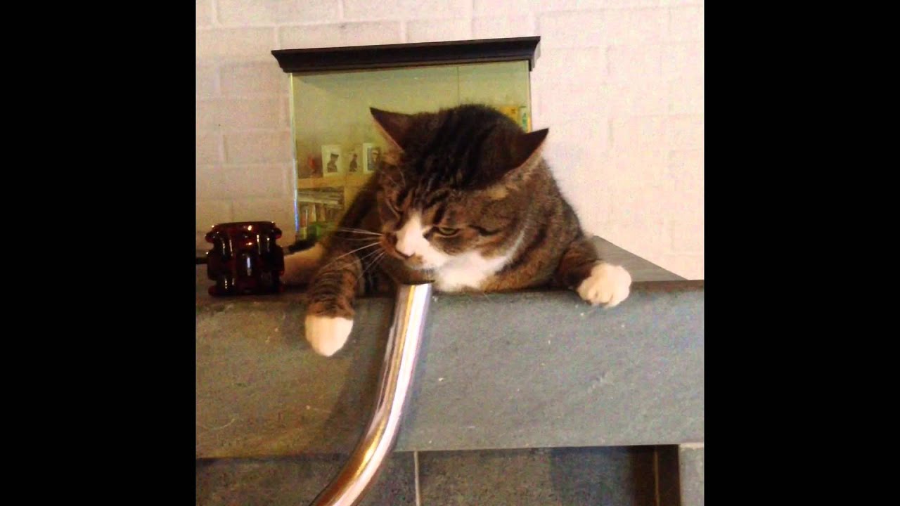 Christmas cat hoovering - YouTube