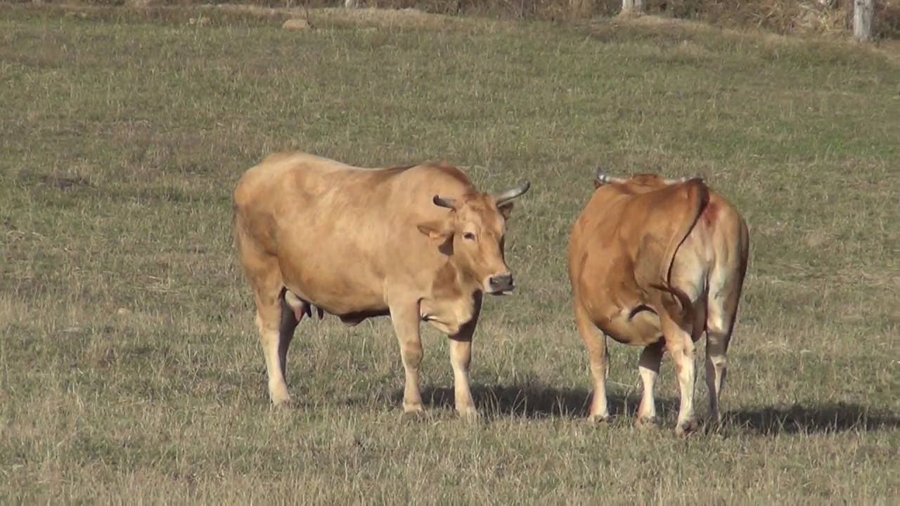 VACA RUBIA GALEGA Taboada Silleda 17.09.2016 - YouTube