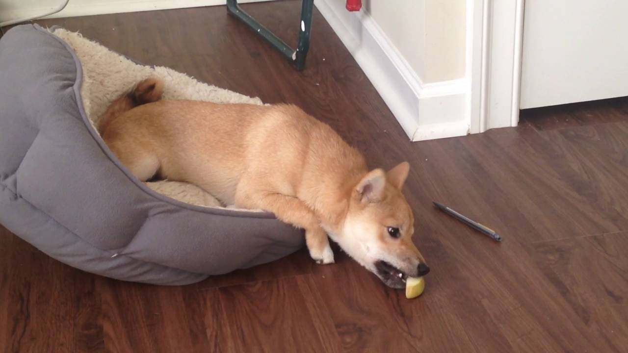 Shiba Inu Puppy 5 Months Old Playing With Her Food YouTube shiba-inu-puppy-5-months-old-playing-with-her-food-youtube