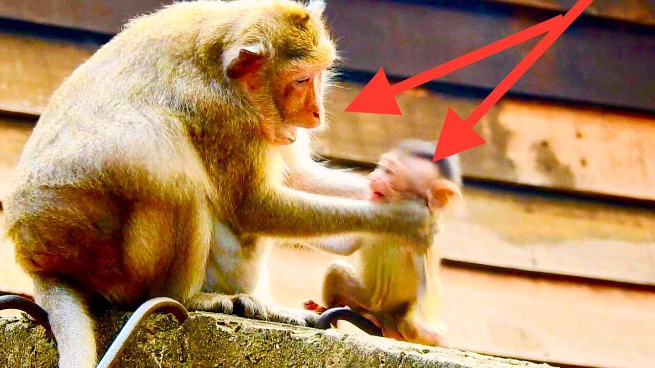 Why mother monkey she reject milk for baby? what happened about her ...