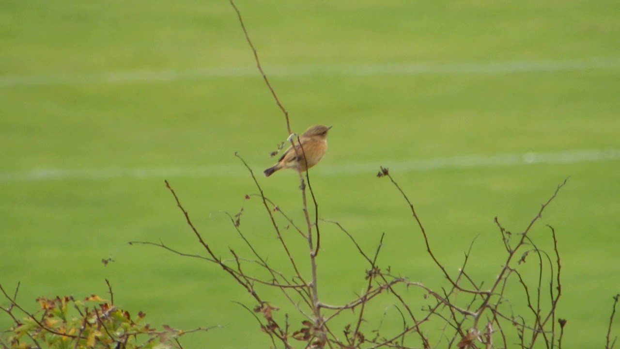 Stonechat or Whinchat? - You decide! - YouTube