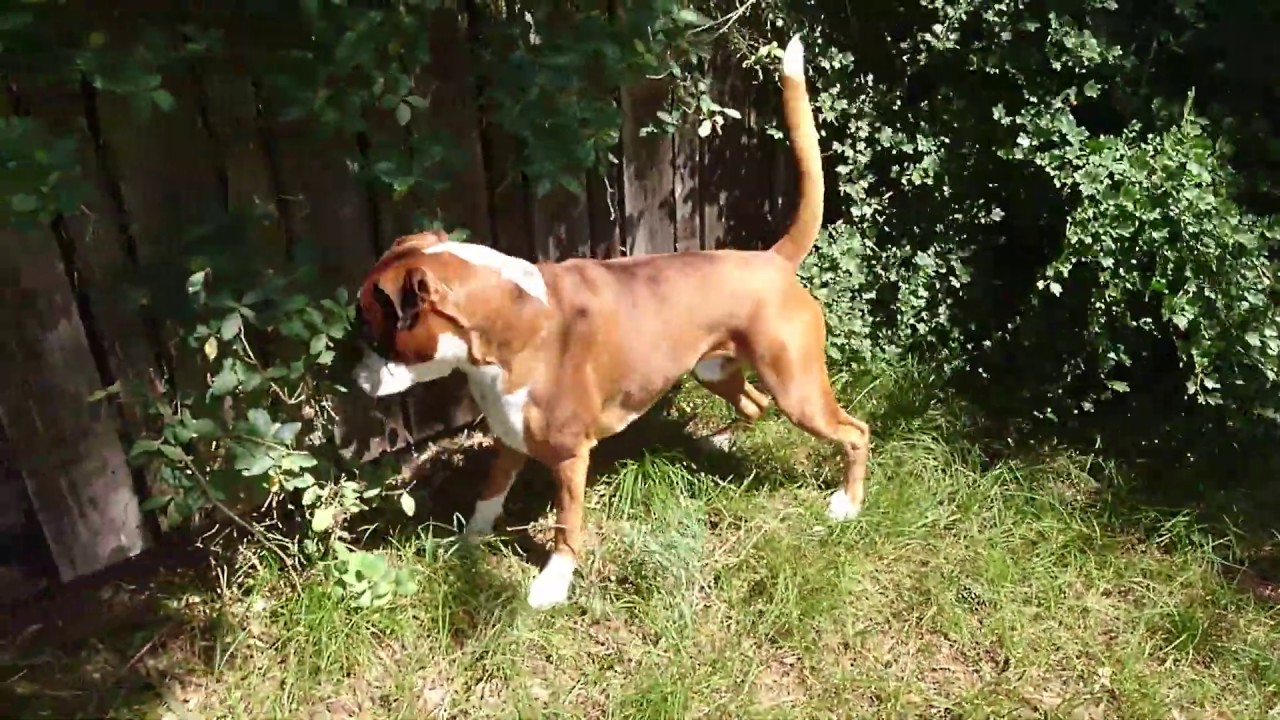 Boxer Rex - What's That On The Other Side Of The Fence?!?! - YouTube