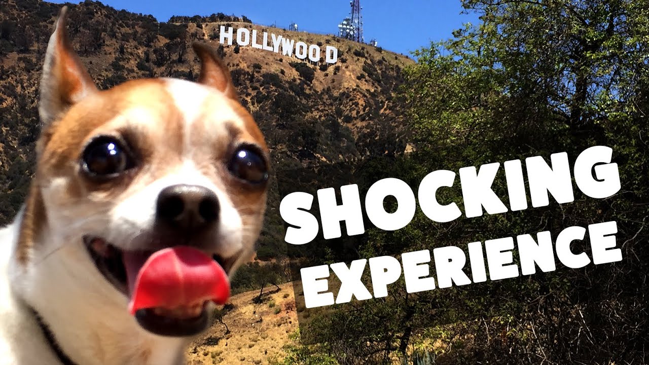 Shocking experience at the dog park! - YouTube