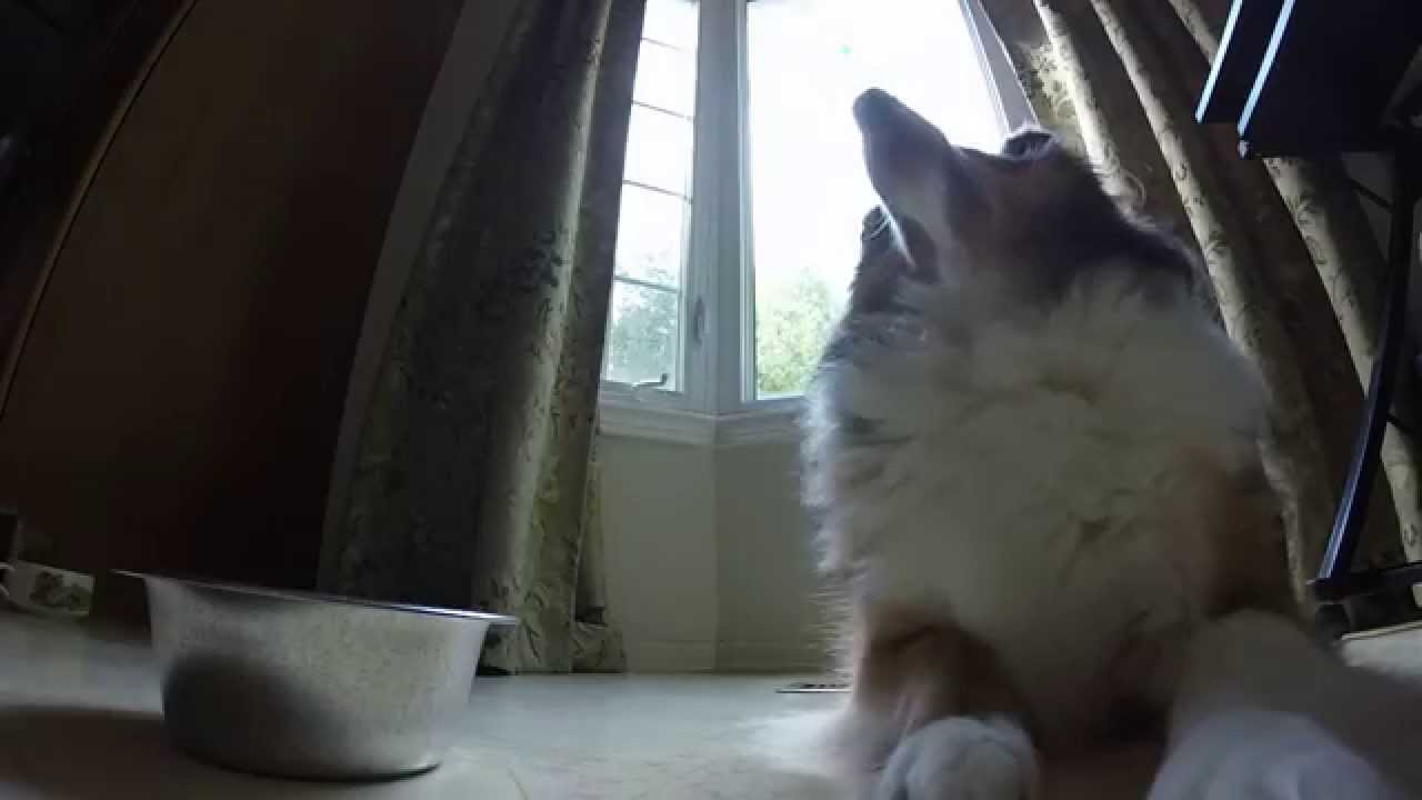 Baby Sheltie eating breakfast - Shetland Sheepdog Loves to eat food ...