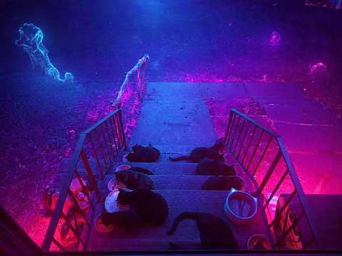 Curnes Cats Live Stream! P.M.