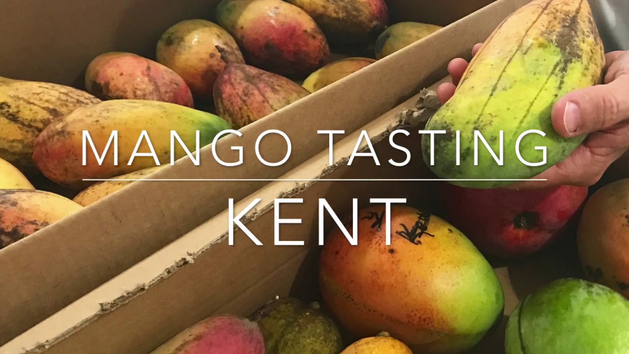 Kent Mango