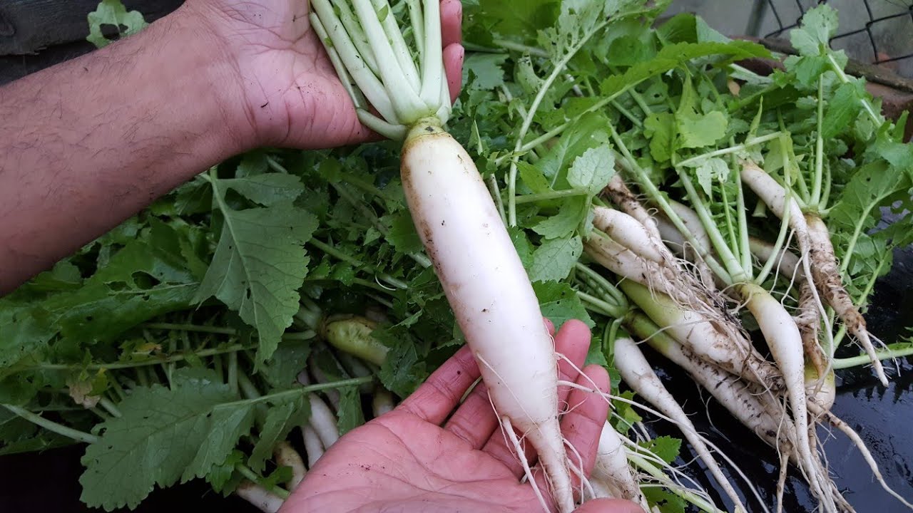 How to grow daikon (mooli) | sowing, growing & harvesting daikon - YouTube