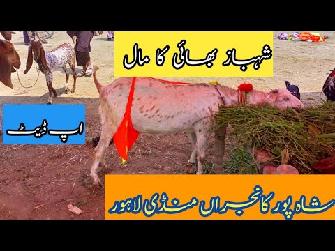 shahpure khanjra mandi lahore update 2023 eid k bad first mandi ...