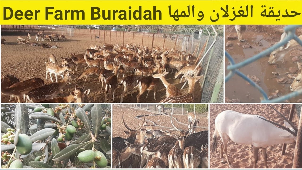 Deer Farm Buraidah. An Amazing place to visit. حديقة الغزلان والمها ...