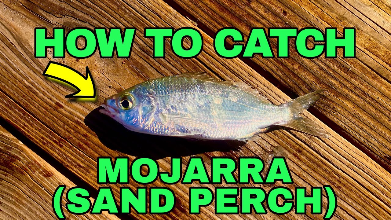 How To Catch Sand Perch