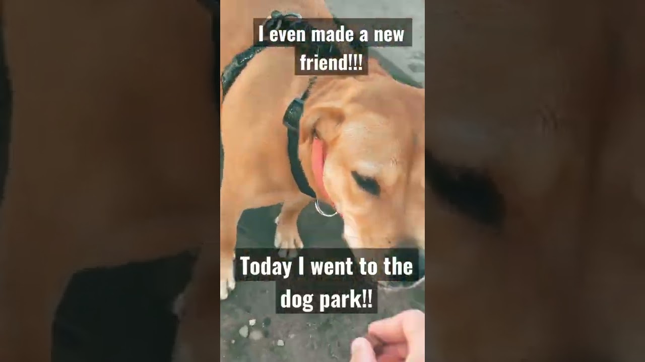 I had so much fun at the dog park!!! - YouTube