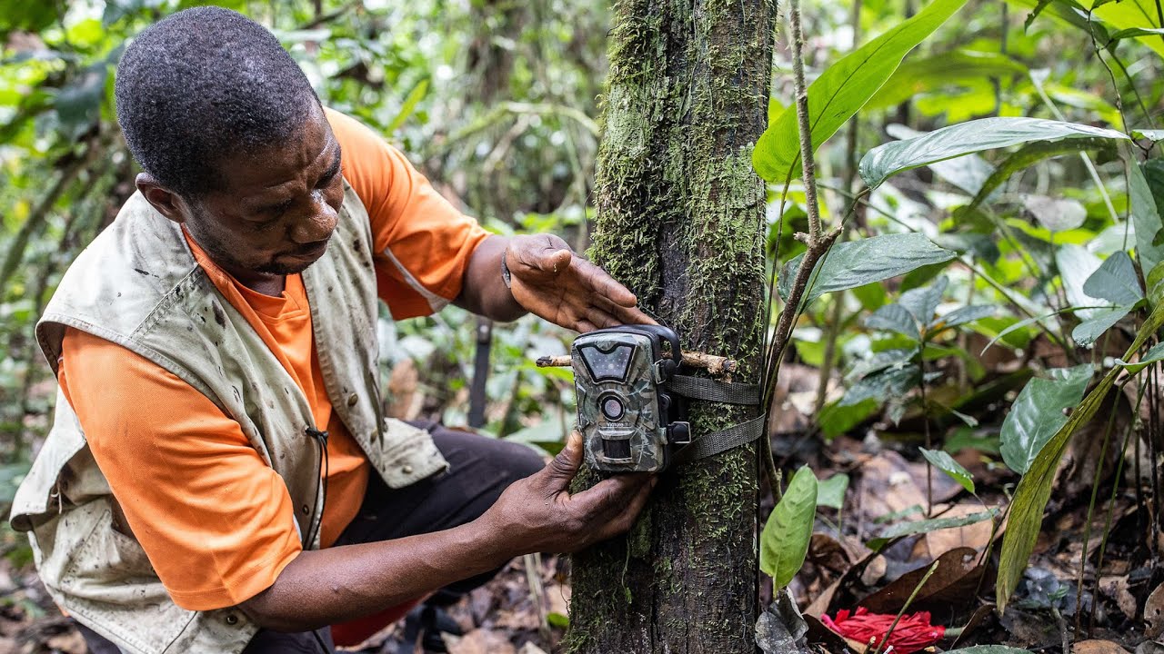 Camera Trap Distance Sampling (CTDS) - how to set up a survey # ...