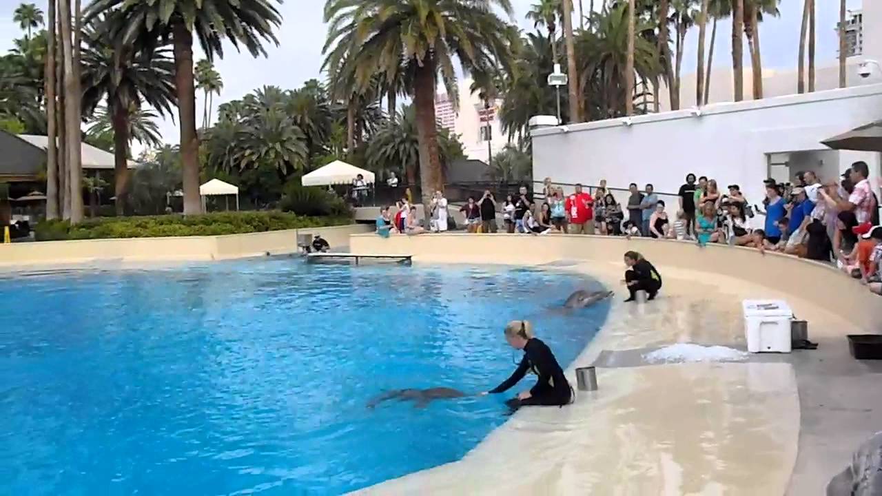 Dolphins in Las Vegas . . . at The Mirage - YouTube