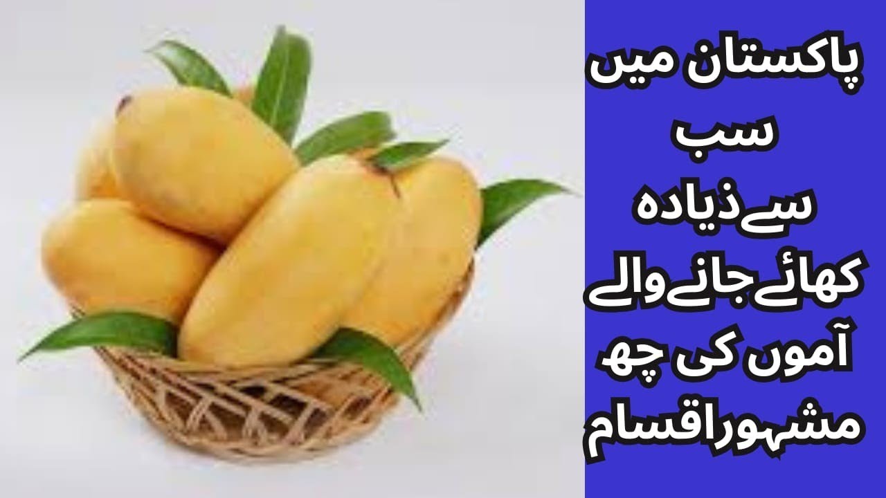 Most favourite six varieties of mangoes/Mango ki iqsam/Famous mangoes ...