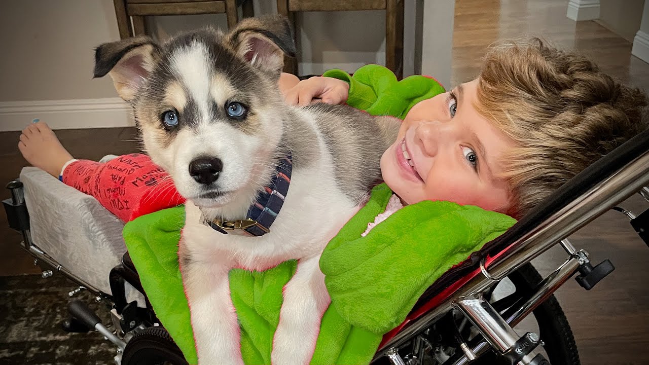 The New Christmas Puppy! - YouTube
