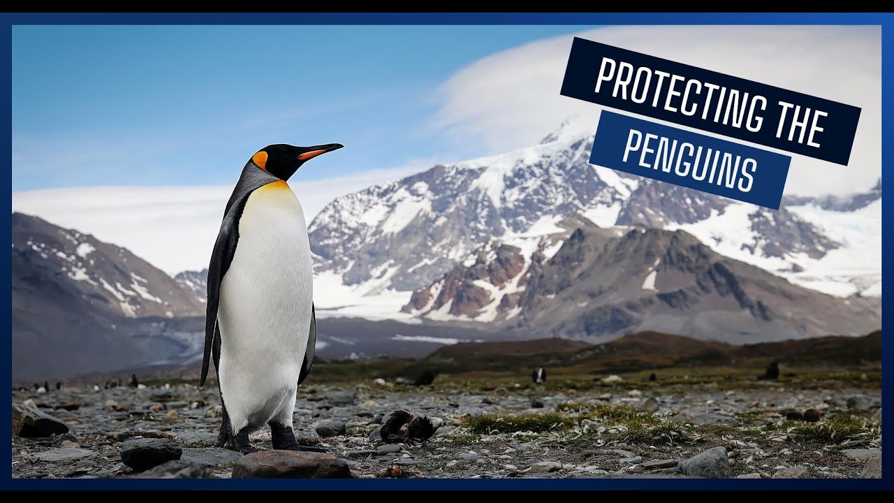 Protecting the Penguins | Royal Navy - YouTube