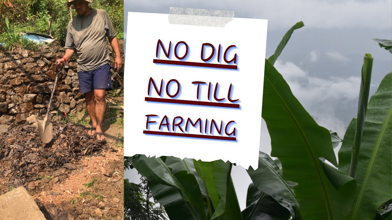 NO DIG FARMING || NO TILL FARMING || PERMACULTURE || SUSTAINABILITY ...