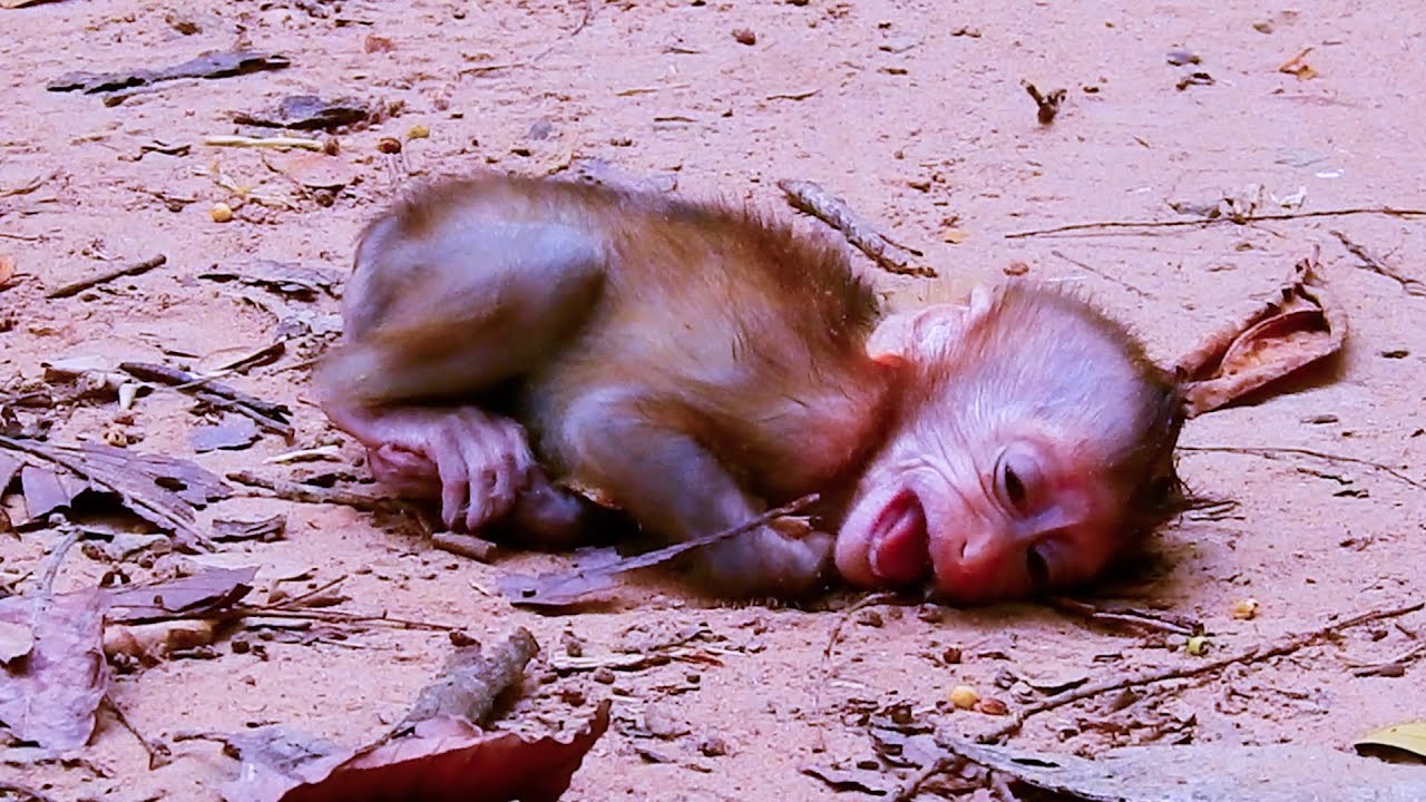 Million Pity! Baby monkey Rainbow very hungry - YouTube