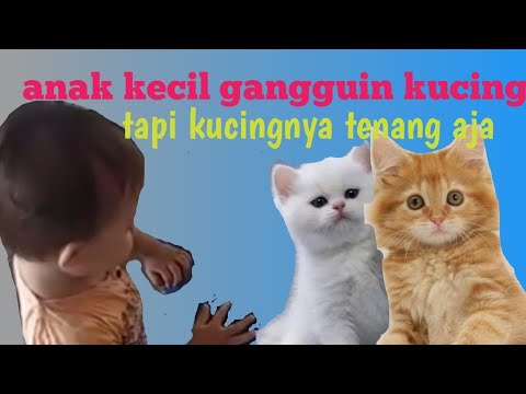 kucing lagi enak tidur di ajak ngomong - YouTube