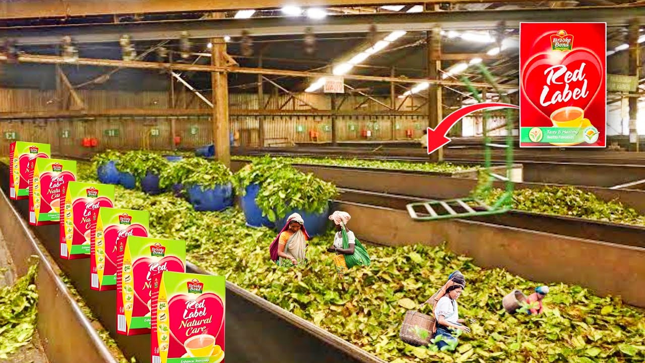 Tea Factory Mein Kaise Banta Hai | Tea Manufacturing Process | Red ...