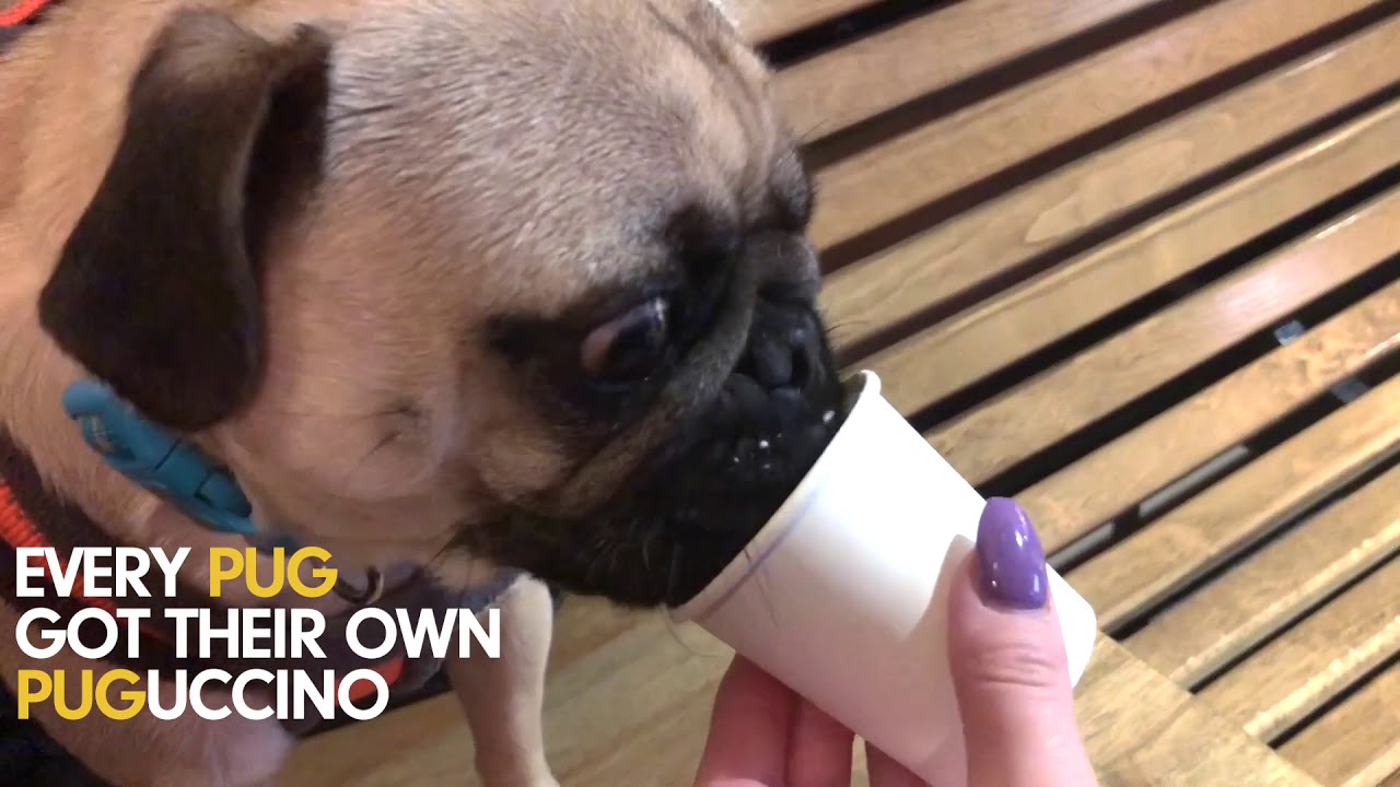 The Pop-Up Pug Cafe at The Pen & Pencil - YouTube