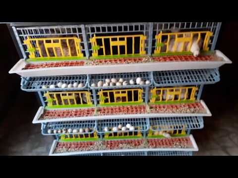 Günümüz Nasıl Geçiyor YEM FİYATLARI
