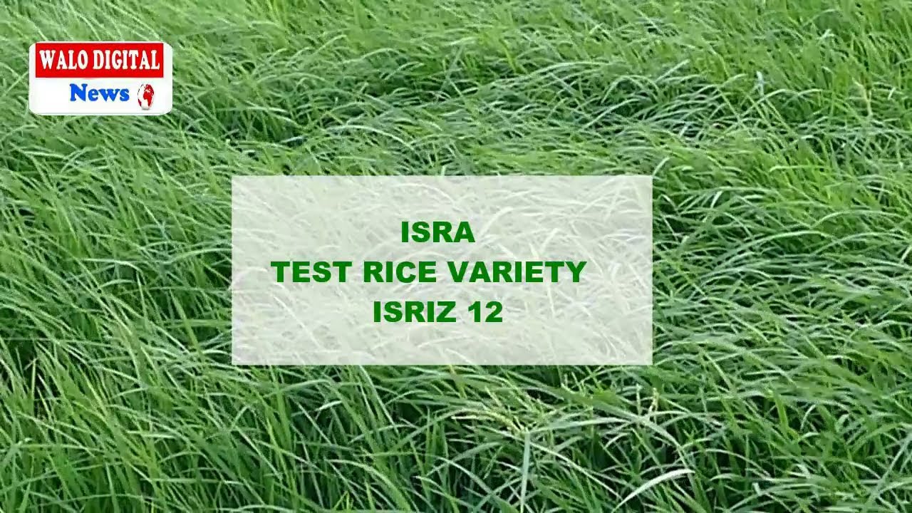 ENGLISH-AGRICULTURAL: TEST RICE VARIETY ISRIZ 12 WITH ISRA AND PARTNERS ...