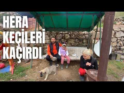 MUHAMMED ALİ’ İLE AÇILIŞ , HERA KEÇİLERİ KAÇIRDI