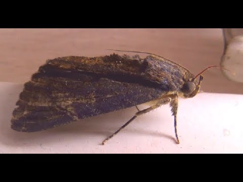 Genus Ercheia Moth - YouTube