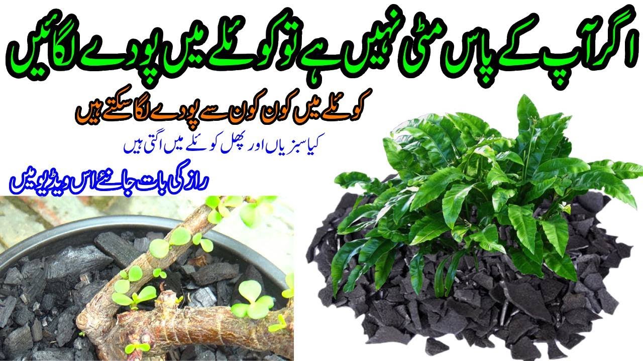 Which plants can be planted in coal? | Do vegetables and fruits grow in ...