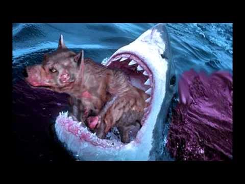 Sharks Eating Dogs