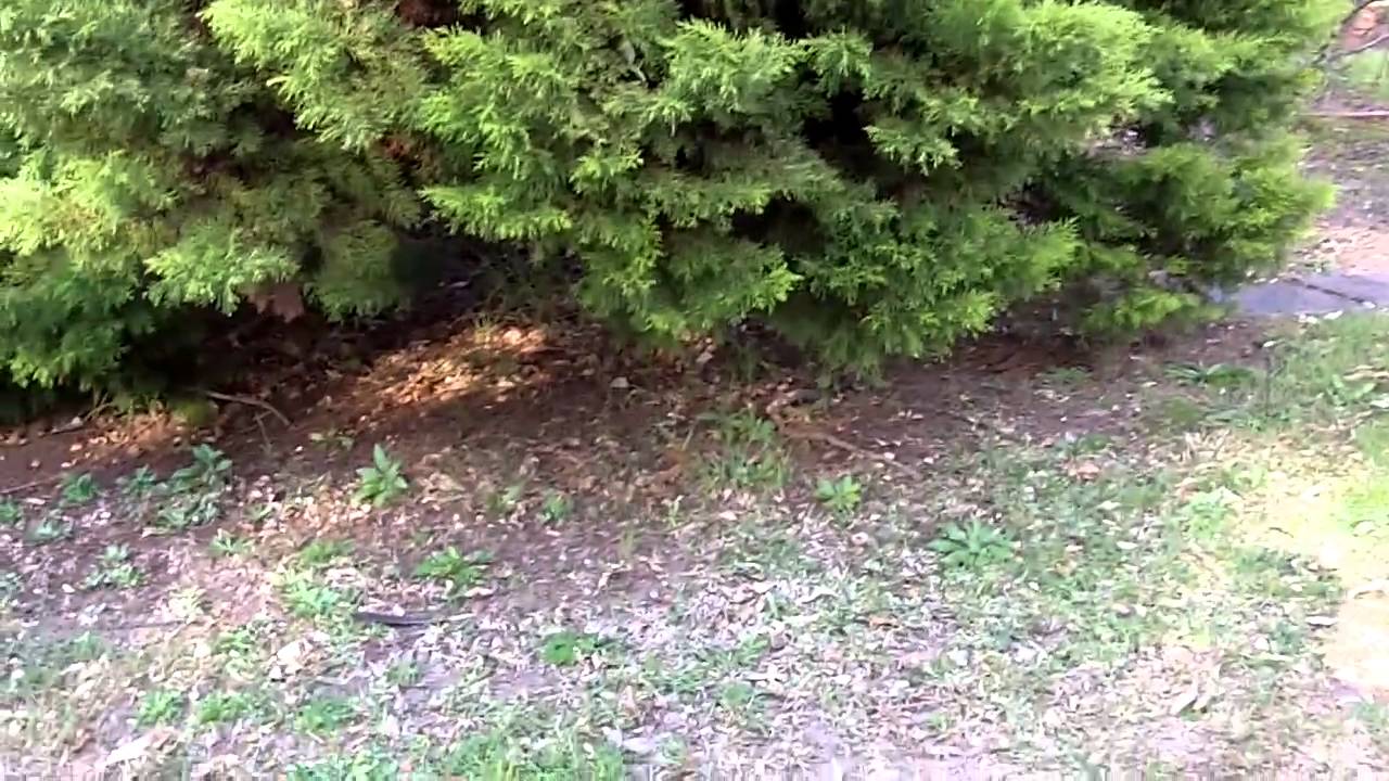 [Lawn Problems and Solutions] [Lawn Care Tips] [How To Kill Winter ...