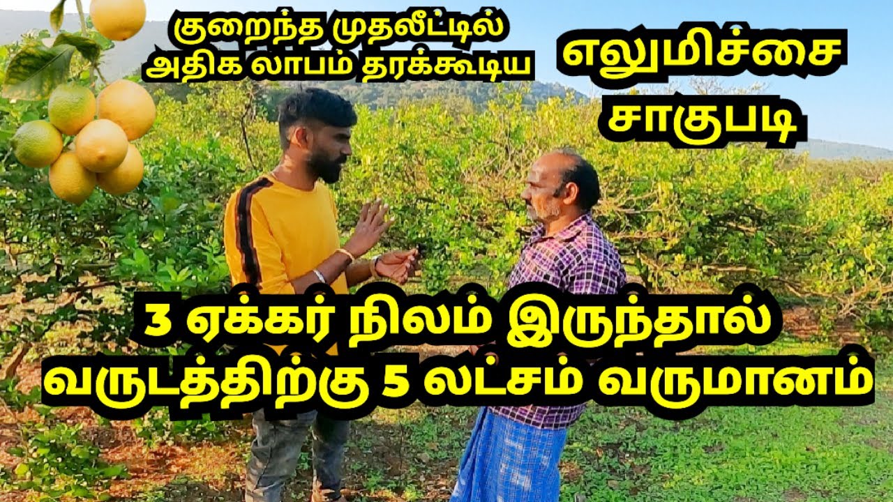 lemon agriculture | குறைந்த முதலீட்டில் அதிக வருமானம் ஈட்டக்கூடிய ...