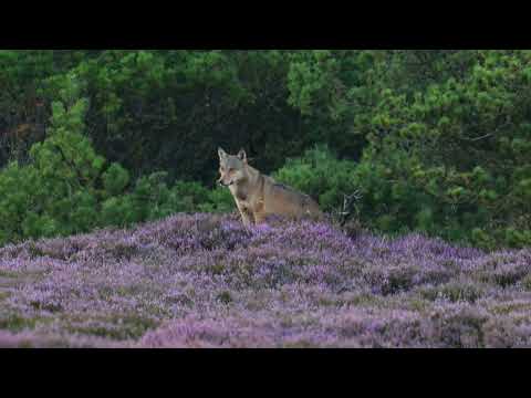 Kronhjorte på flugt fra to ulve Oksbøl Øvelsesterræn / Red deer on the run from two wolves in DK