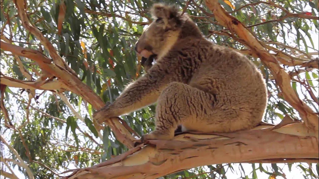 Boss Koala NOT Falling from the Tree - YouTube