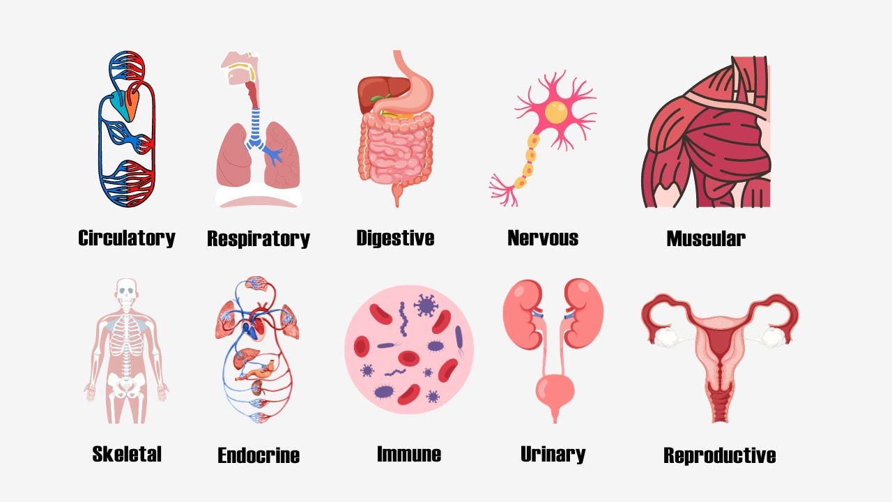 Every Human Body System Explained in 2 Minutes - YouTube