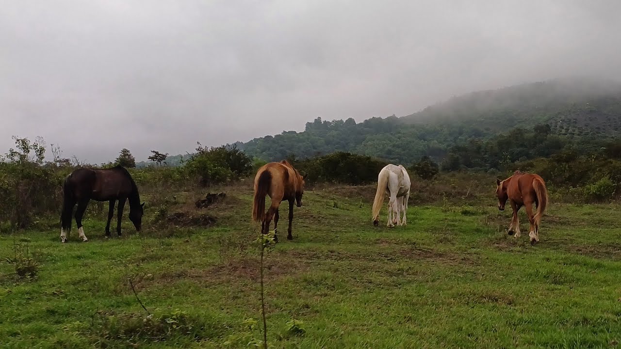 Asi es como pastoreamos los caballos en el campo, este caballo se ...