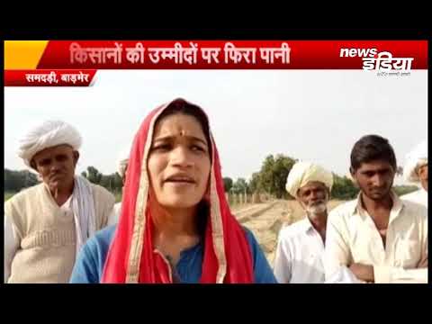 Tiddi Dal Attack In Rajasthan : सरकार से मुआवजे की मांग । Barmer Today ...