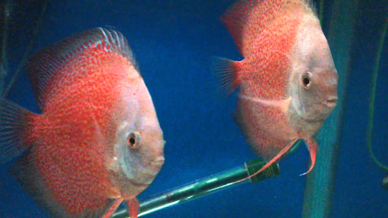 Discus fisk kbh - YouTube