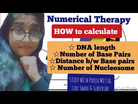 🔴 Numerical Therapy-: How to Calculate Number of Base pairs ...