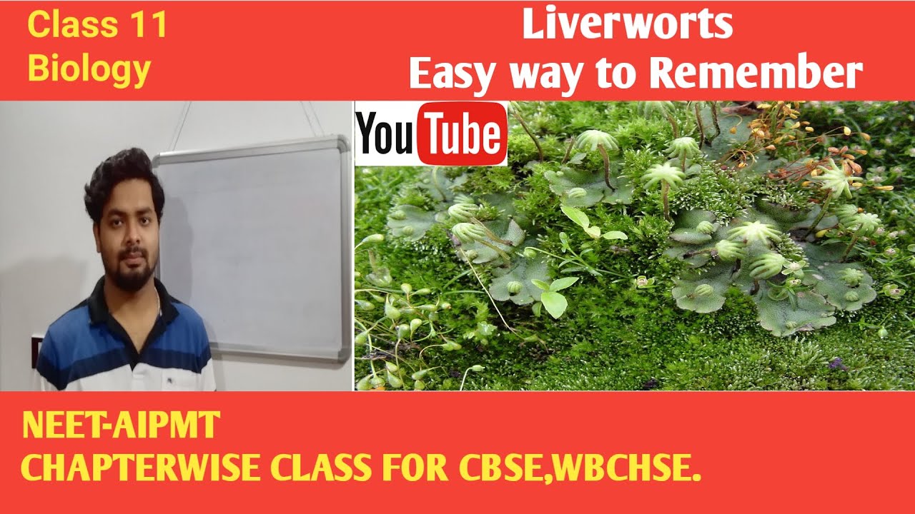 Liverworts#Bryophyta.Marchantia.class 11 NCERT. - YouTube