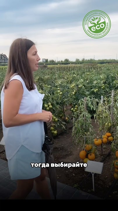Устойчивый сорт томатов #сад #огород #дача #дачник #грядки #посадка # ...