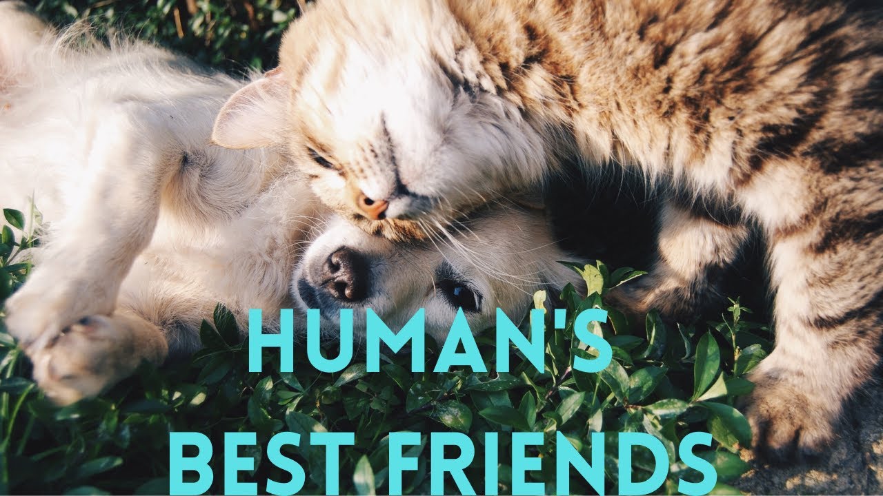 HUMAN'S BEST FRIENDS - YouTube
