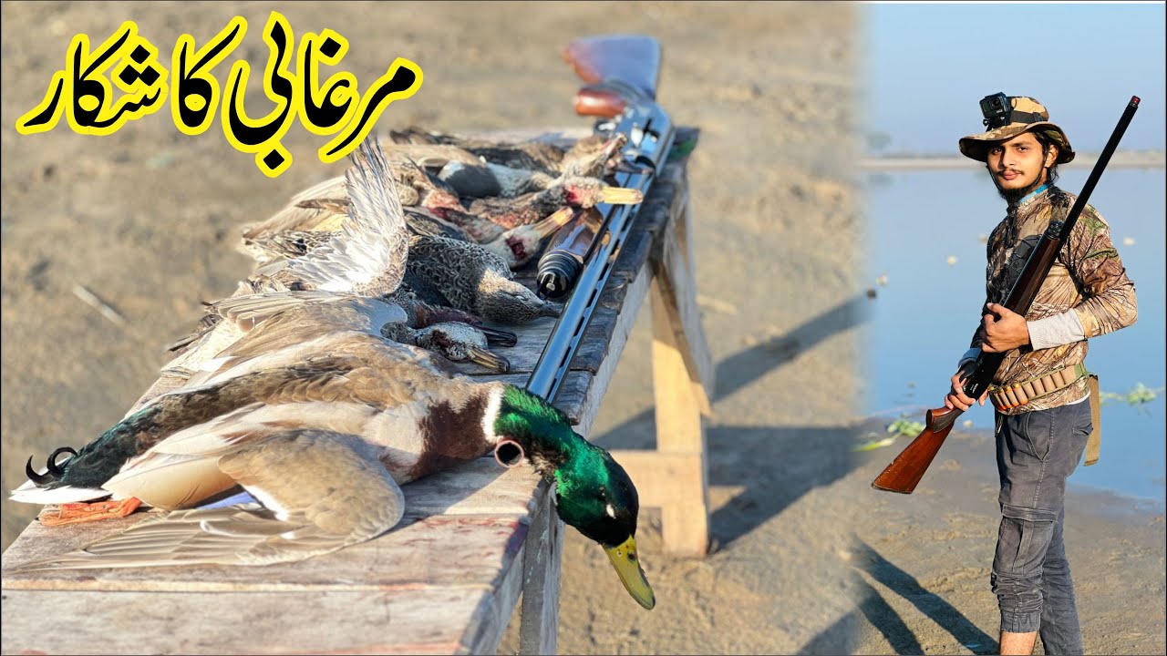 Duck Hunting in Pakistan | Duck Hunting 2022 | Duck Hunting | Murghabi ...