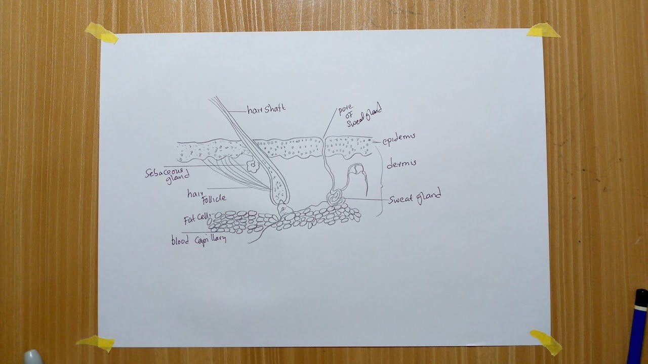 HOW TO DRAW A HUMAN SKIN - YouTube
