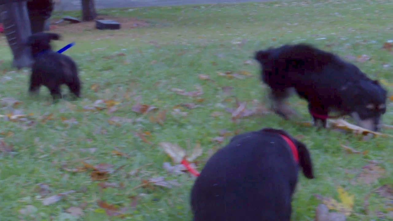 Joe Raber's Min Pin Poodle Puppies - YouTube
