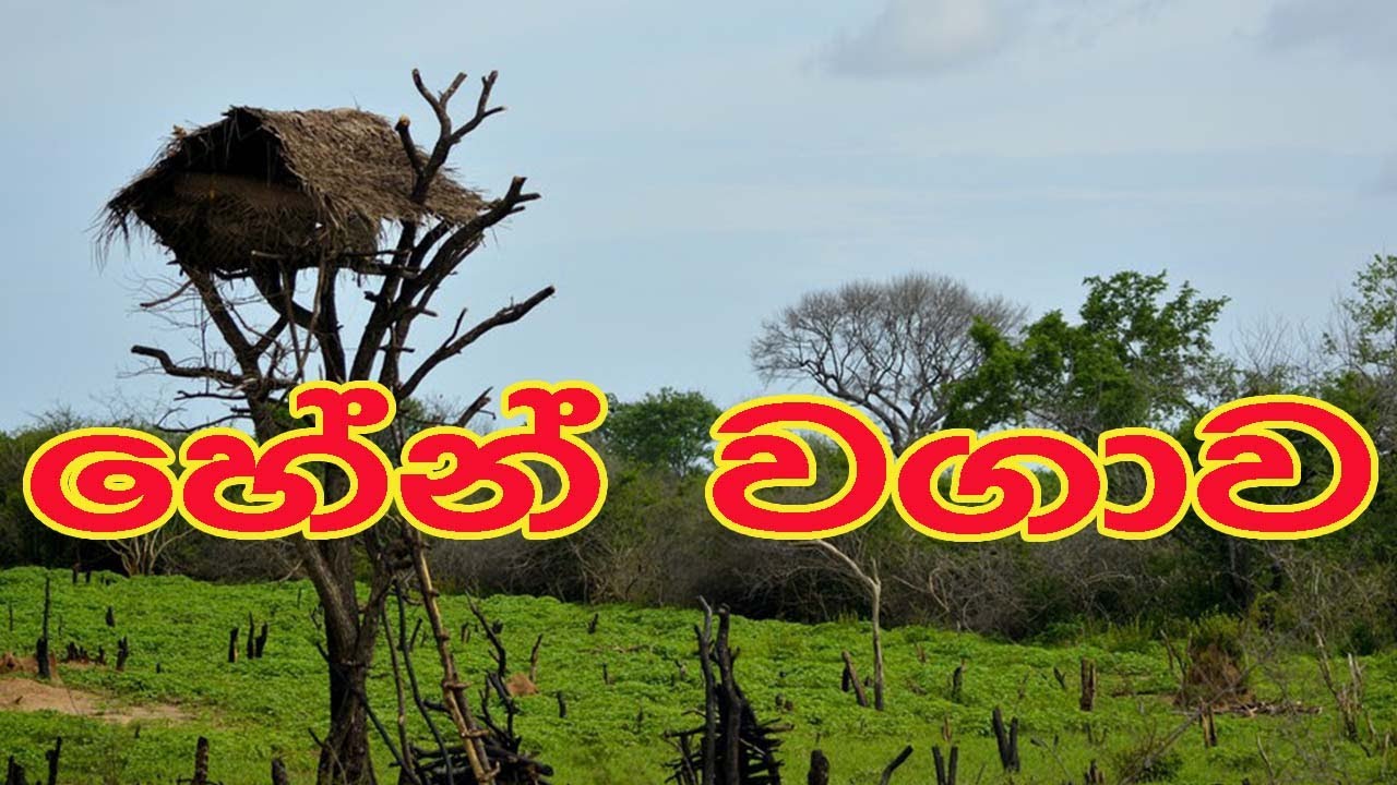 හේන් වගාව/ Hen wagawa /හේන් ගොවිතැන/ශ්‍රි ලංකාවේ හේන් වගාව/agriculture ...