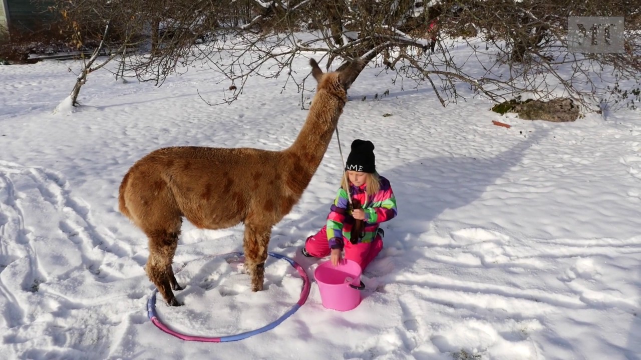 Alpakka-agility - YouTube
